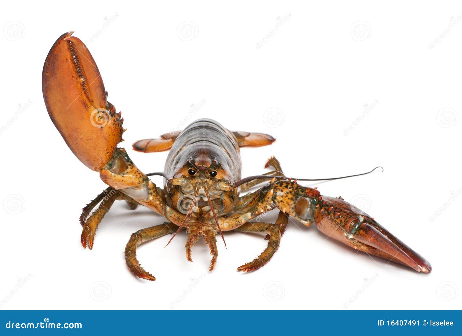 Astice Americano, Homarus Americanus Immagine Stock - Immagine di ...