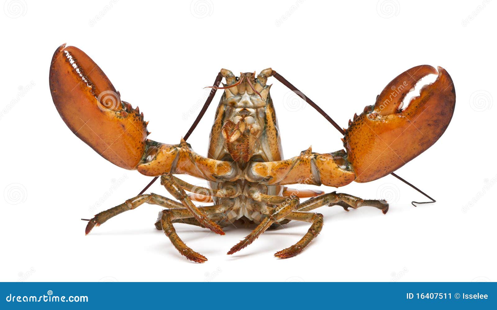 Astice Americano, Homarus Americanus Immagine Stock - Immagine di ...