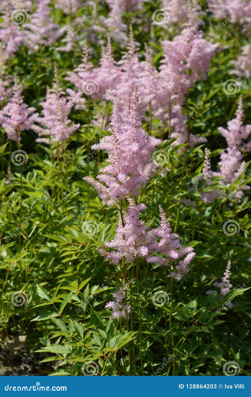 Astilbe Gertrud Brix stock image. Image of brix, leaf - 128864203