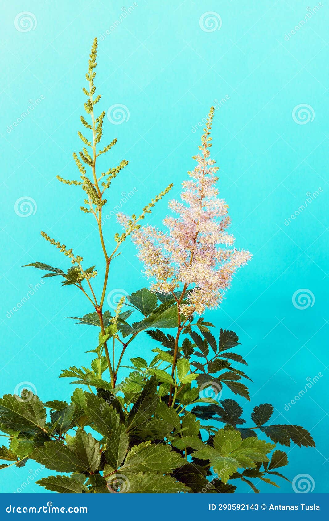 Astilbe Plant is Also Called False Goat S Beard on a Blue Background ...