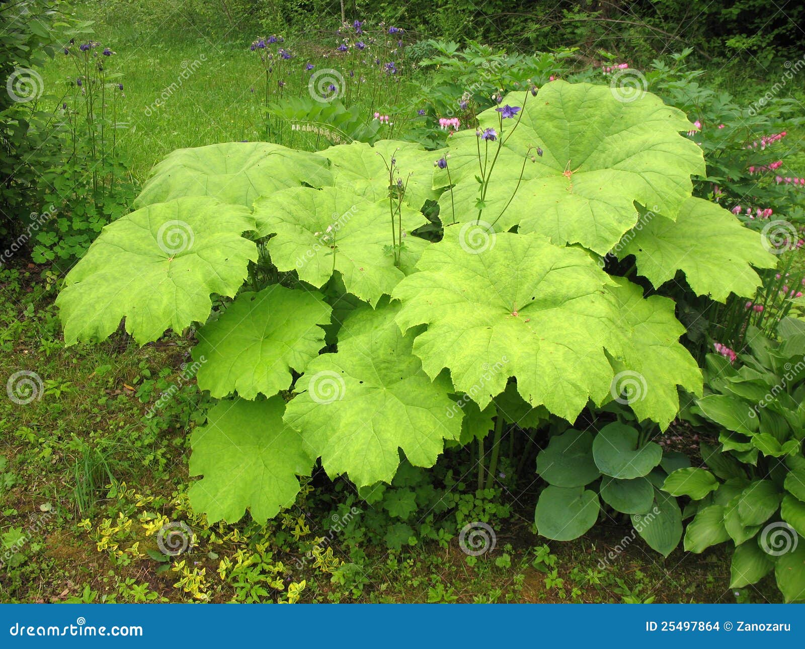 Astilboides Tabularis on the Shady Flower Bed Stock Photo - Image of ...