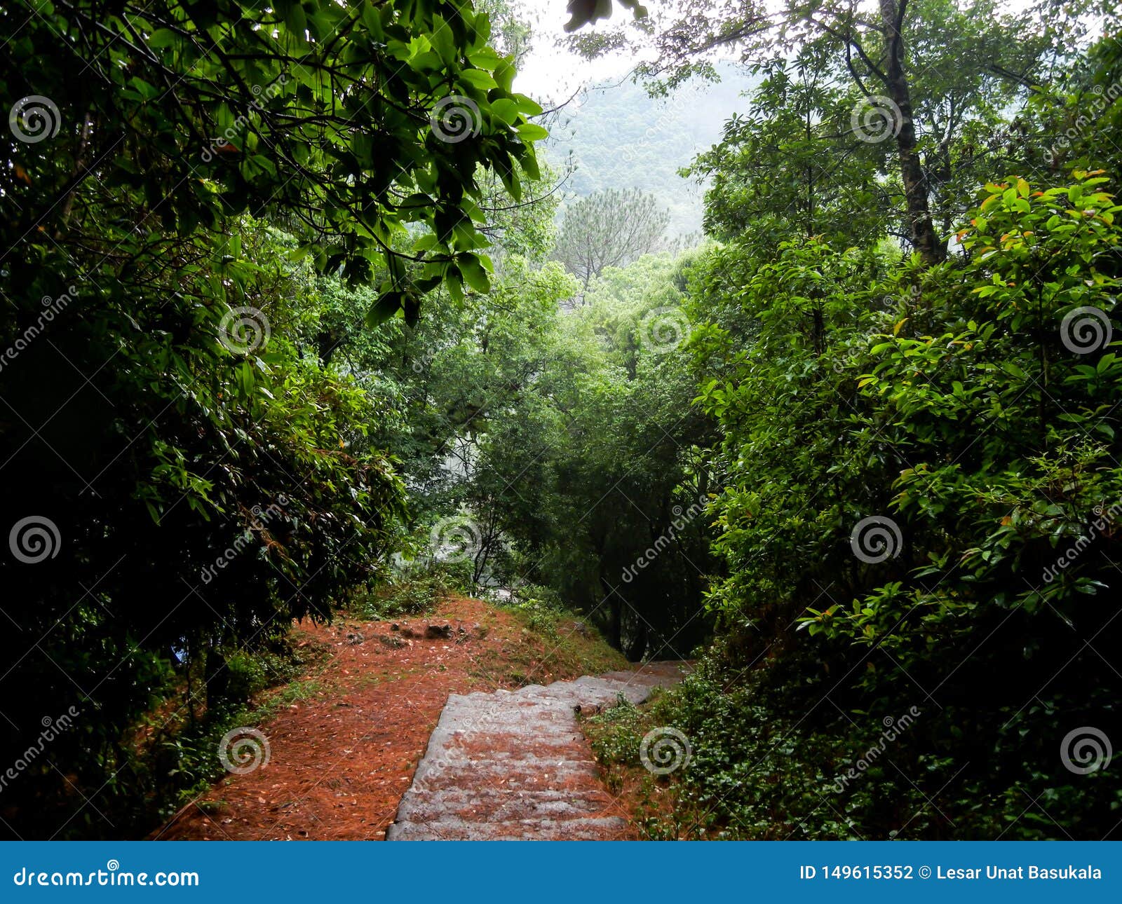 Astonishing Forest with Rocky Trail and Hill with Sun Stock Photo ...
