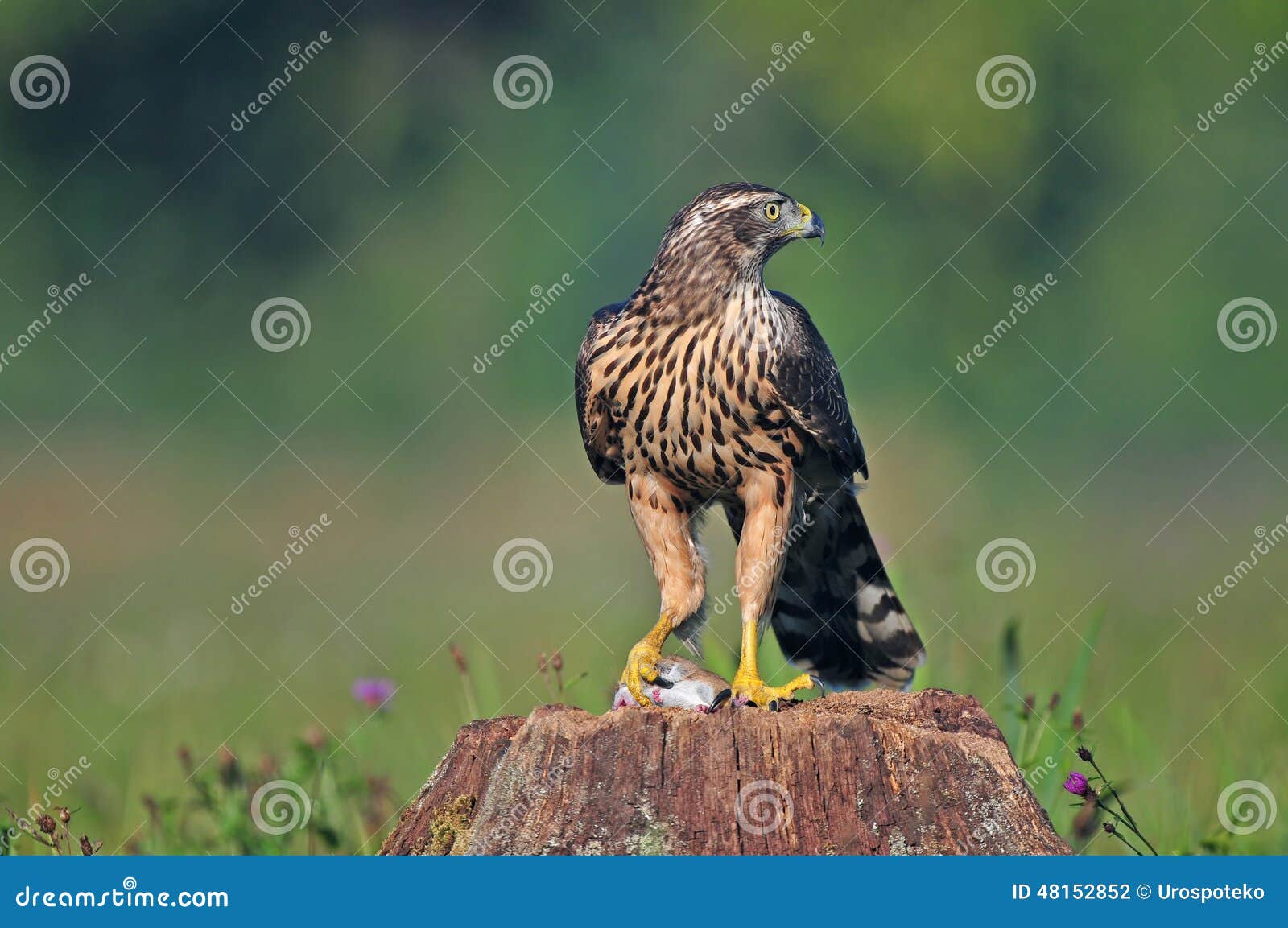 Astore Nordico Giovanile Con Un Topo Fotografia Stock - Immagine di ...