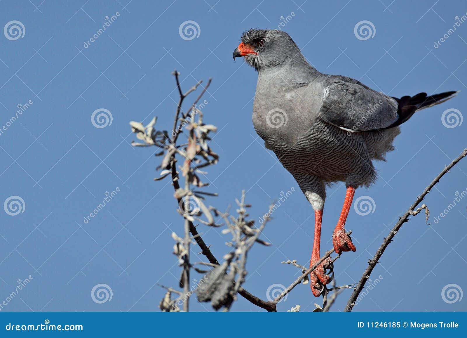 Astore Pallido Chanting, Namibia Immagine Stock - Immagine di uccello ...