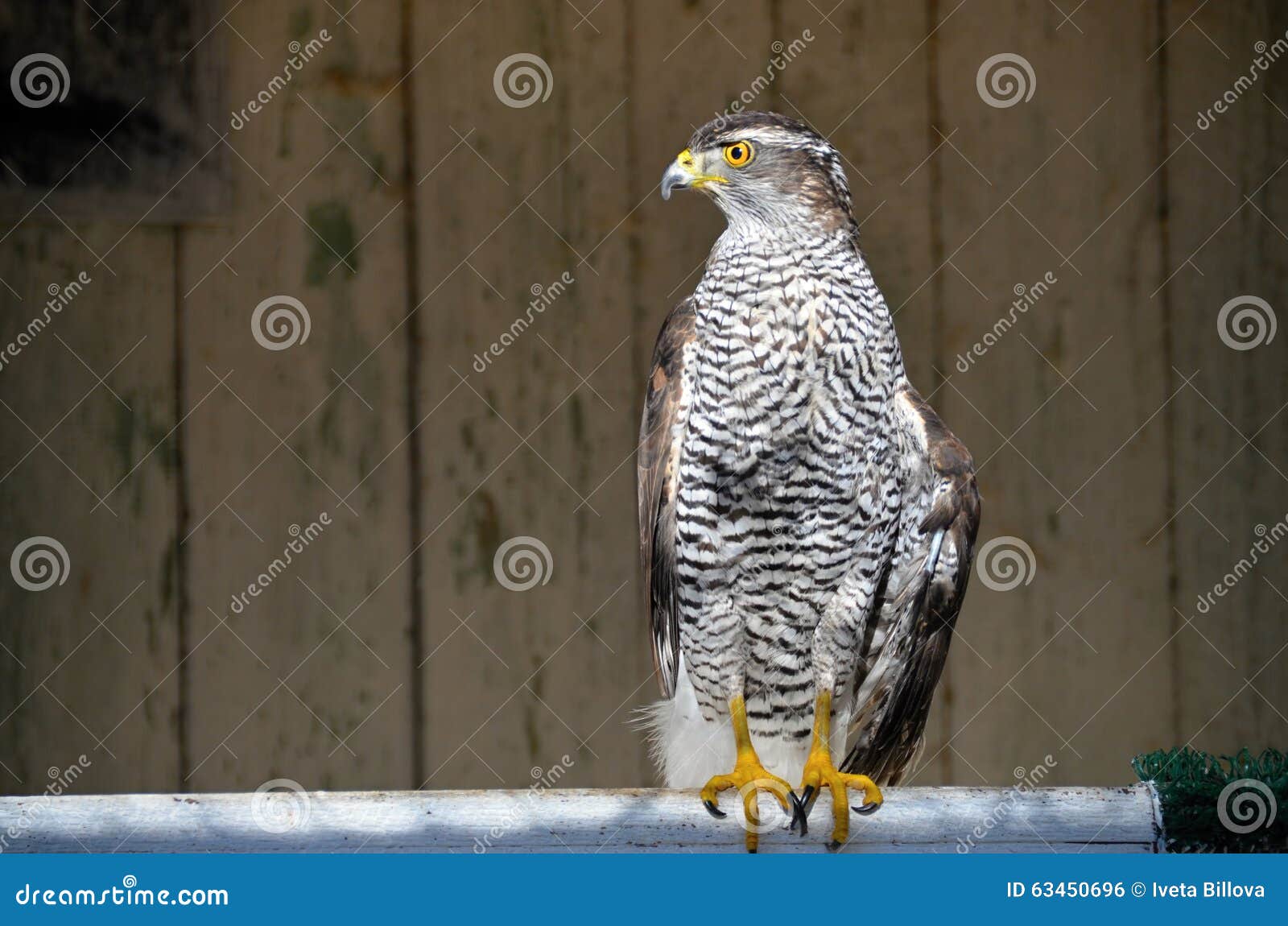 Astore - predatore volante fotografia editoriale. Immagine di animale ...