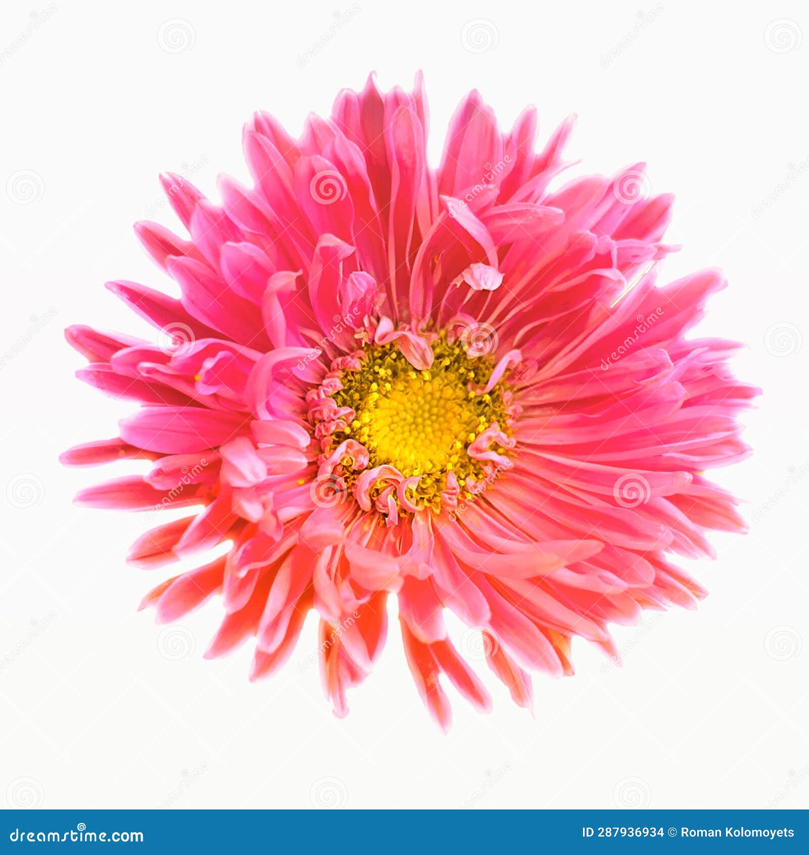 Astra Flower on White Background. Stock Photo - Image of pattern, plant ...