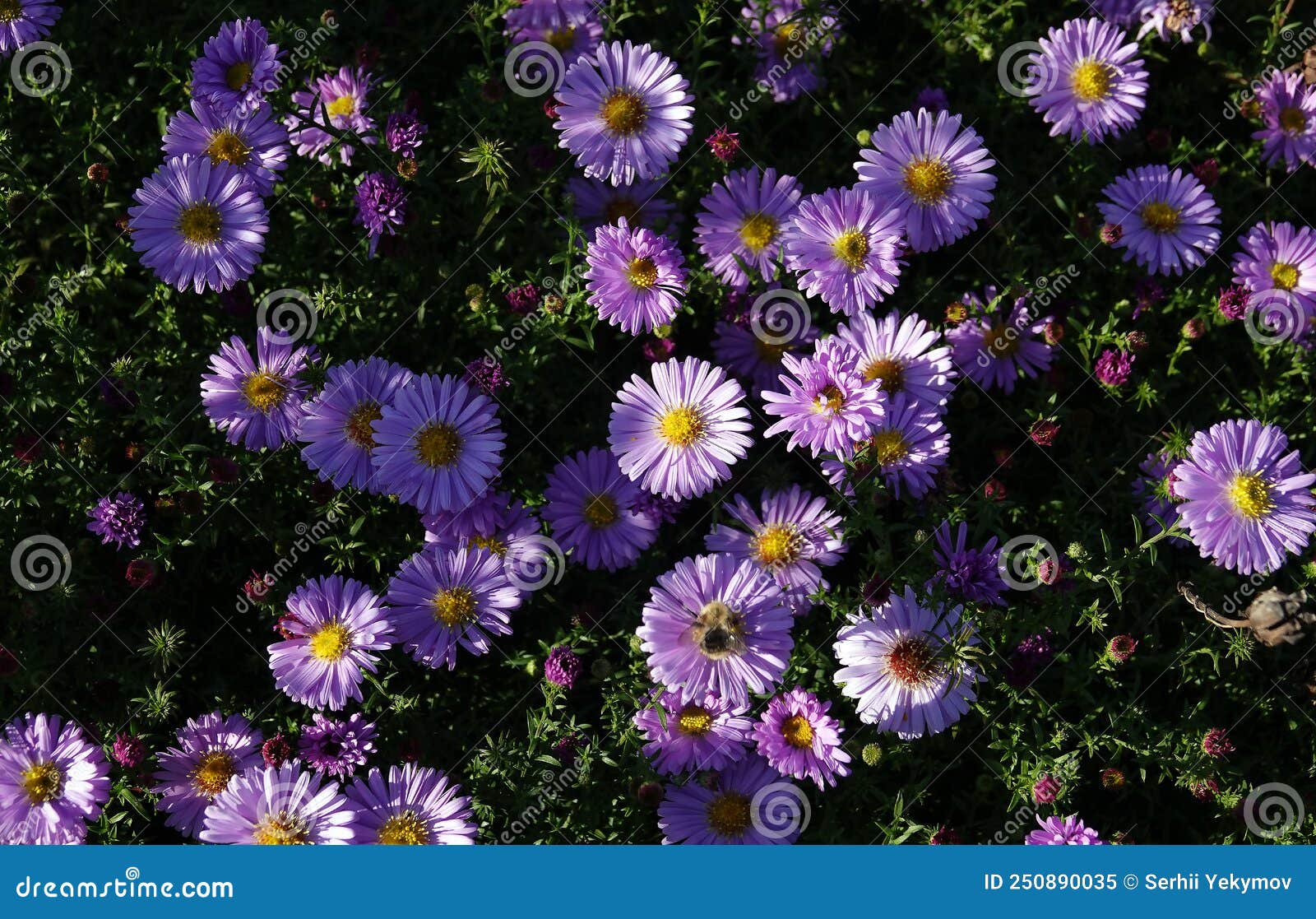 Astra flowers stock image. Image of city, nature, beautiful - 250890035