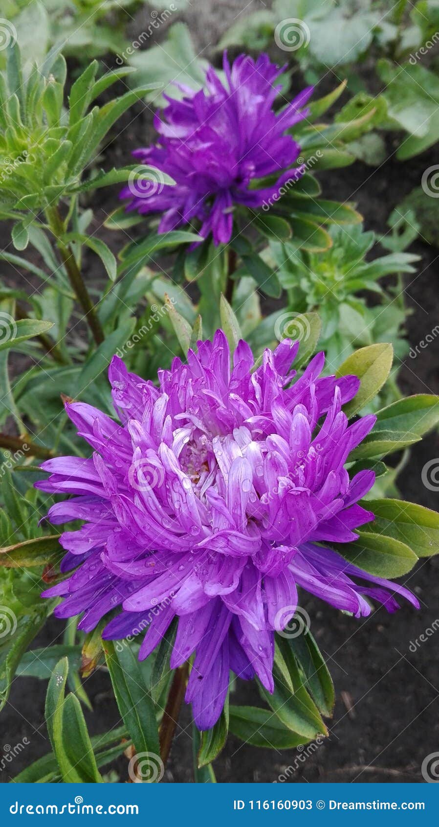 Astra Purple stock image. Image of hosts, flowers, autumn - 116160903