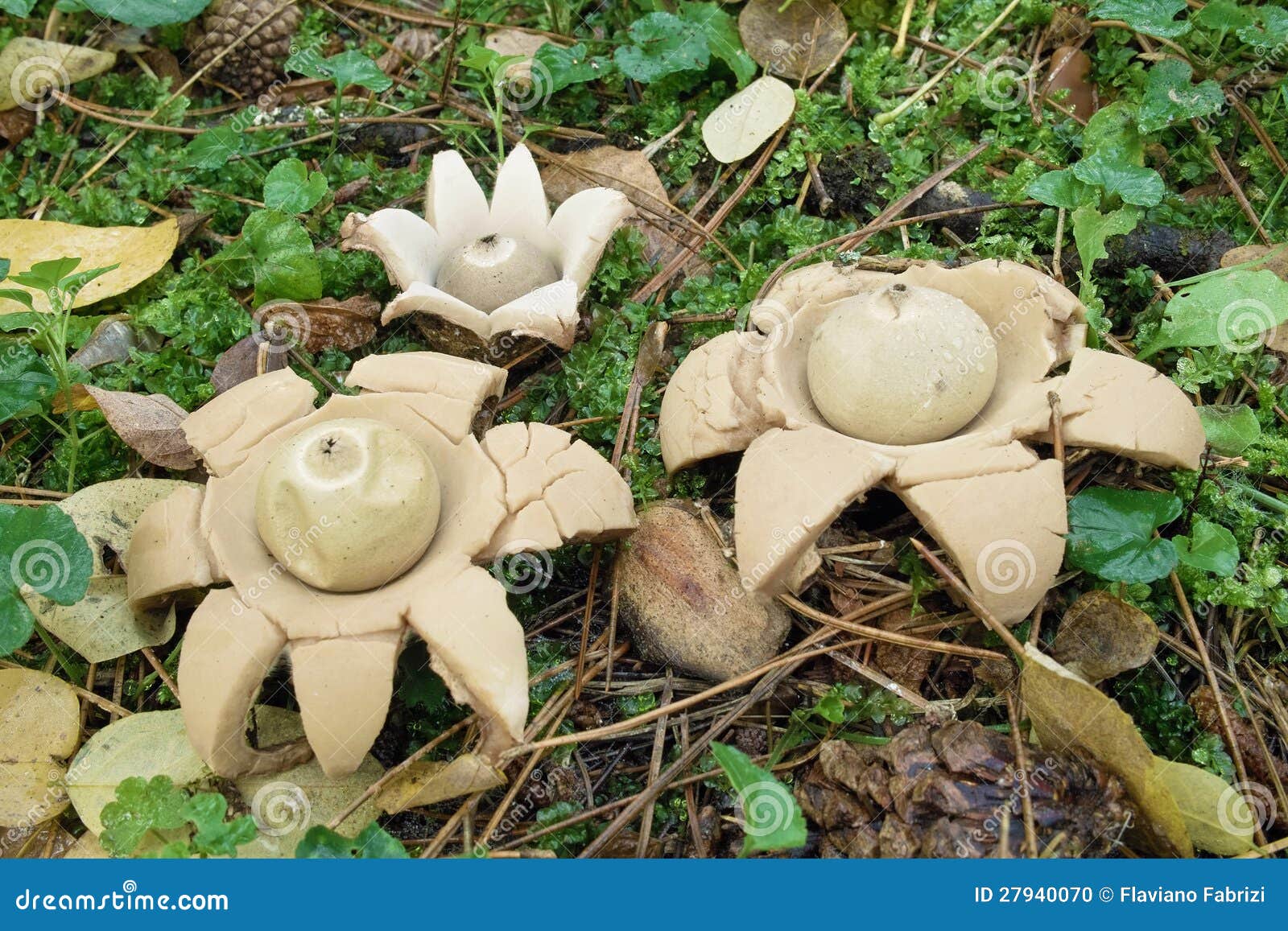 Astraeus hygrometricus stock photo. Image of moisture - 27940070