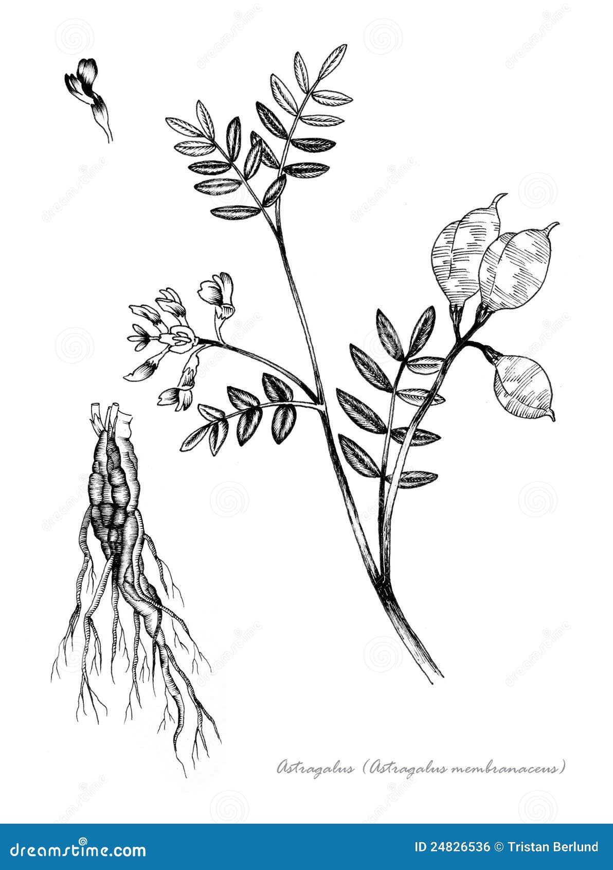 Astragalus stock illustration. Illustration of homeopathic - 24826536