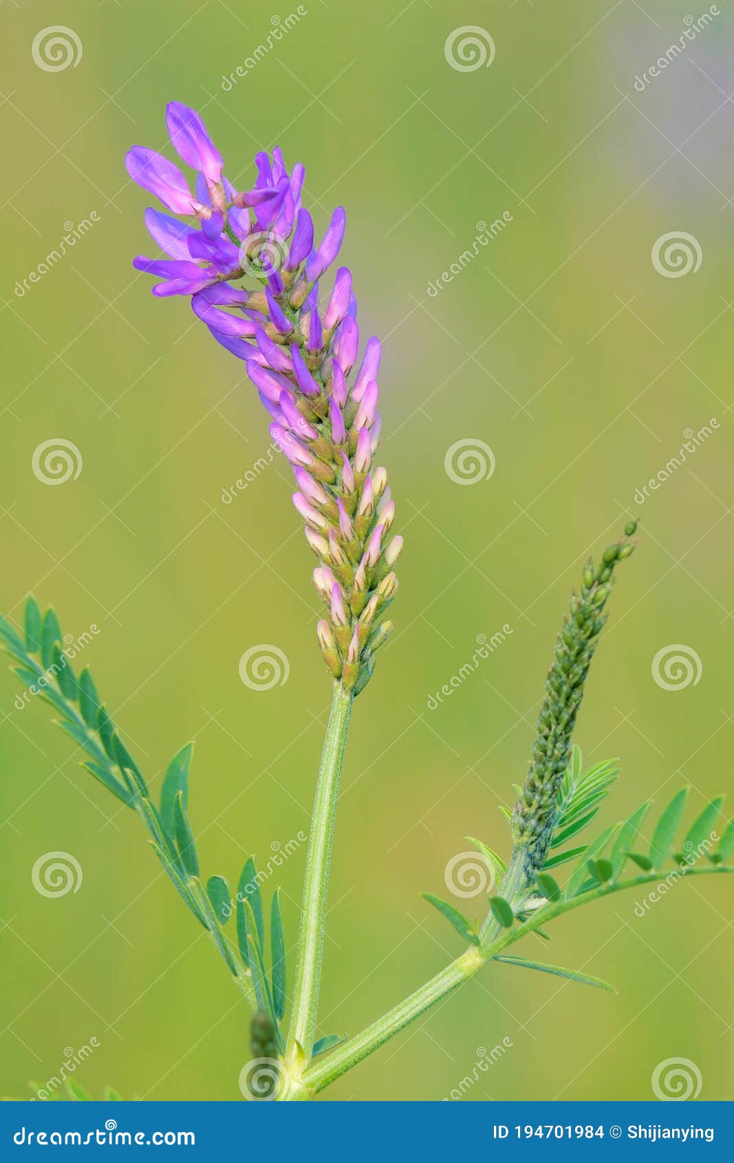 Astragalus adsurgens stock photo. Image of flowers, adsurgens - 194701984