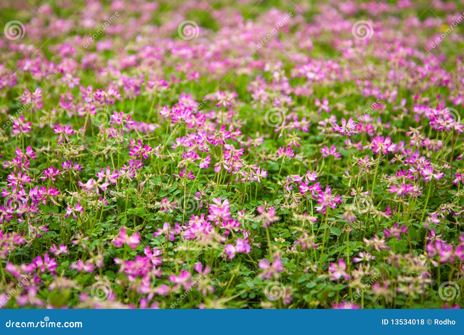 Astragalus sinicus stock photo. Image of full, bush, astragalus - 13534018