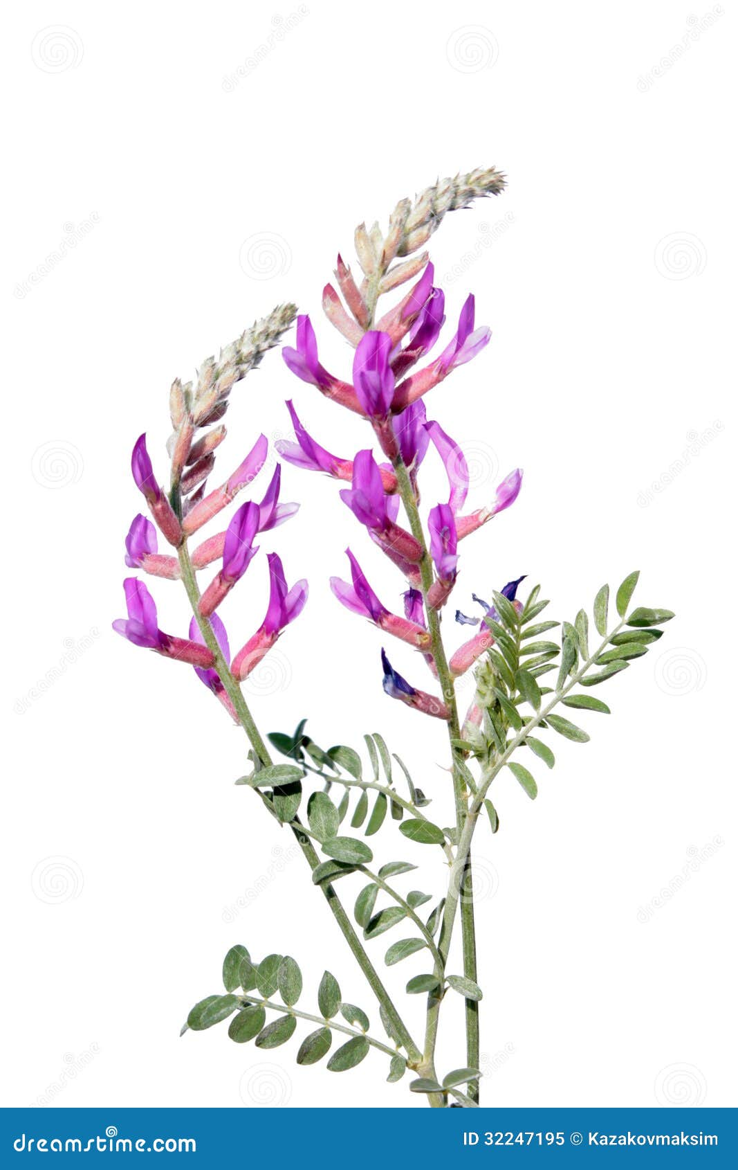 Astragalus Varius Isolated on White Stock Image - Image of goatsthorn ...