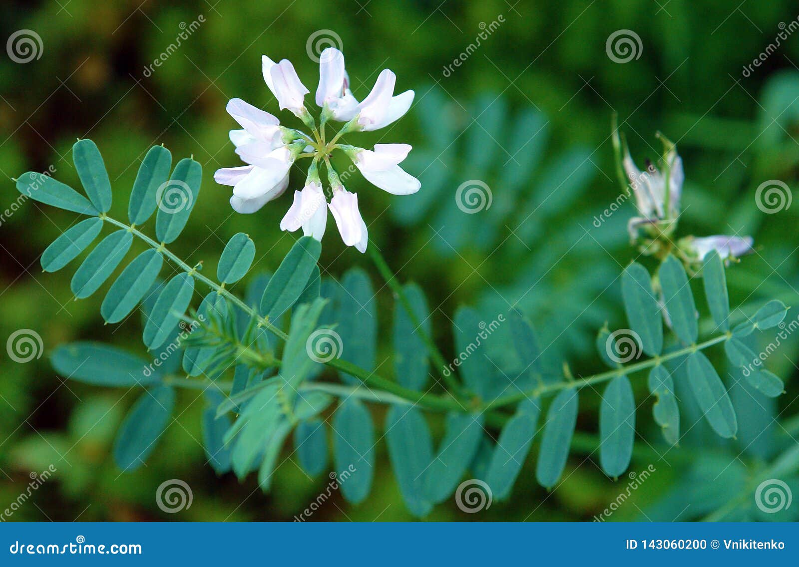 Astragalus with White Flowers Stock Photo - Image of natural, milkvetch ...