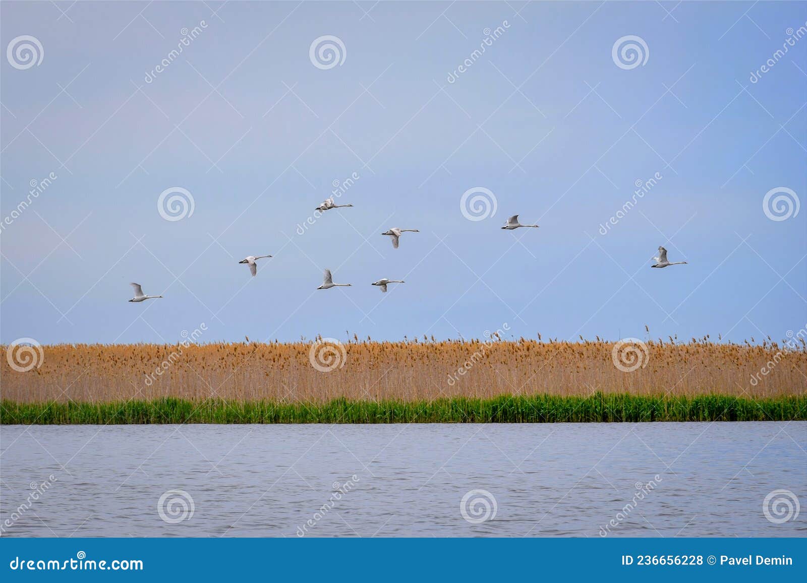 Flock of Birds at the Volga River Delta Nature Reserve Stock Photo ...