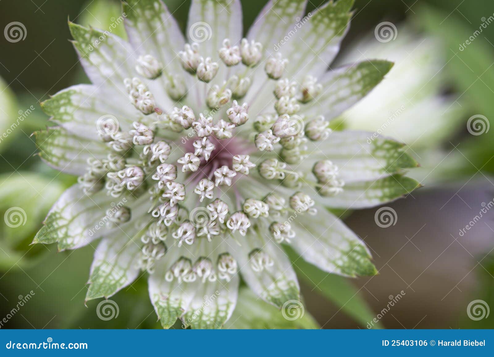 Astrantia flower stock photo. Image of gardening, detail - 25403106