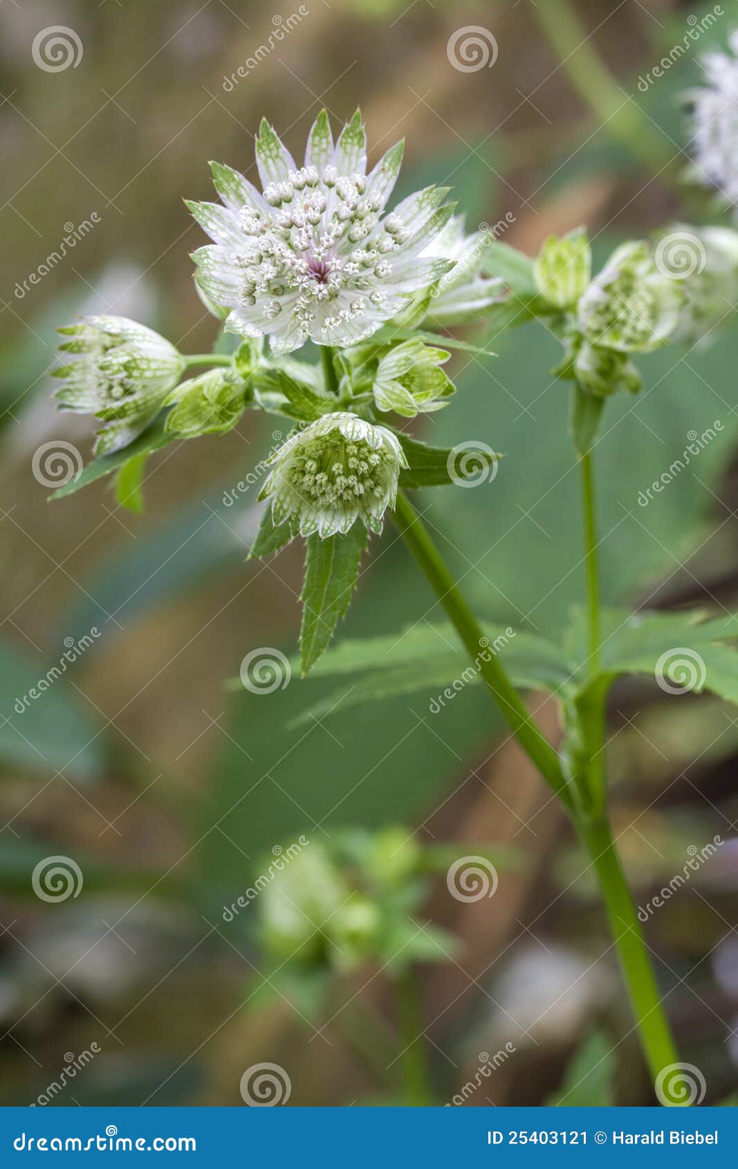 Astrantia flower stock image. Image of artistic, bouquet - 25403121