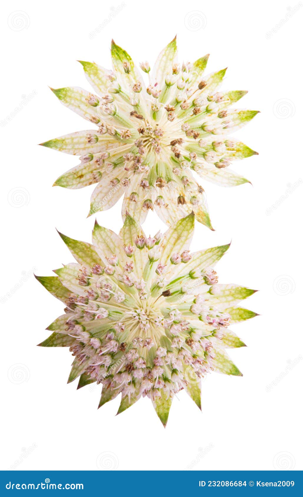 Astrantia flower isolated stock photo. Image of masterwort - 232086684