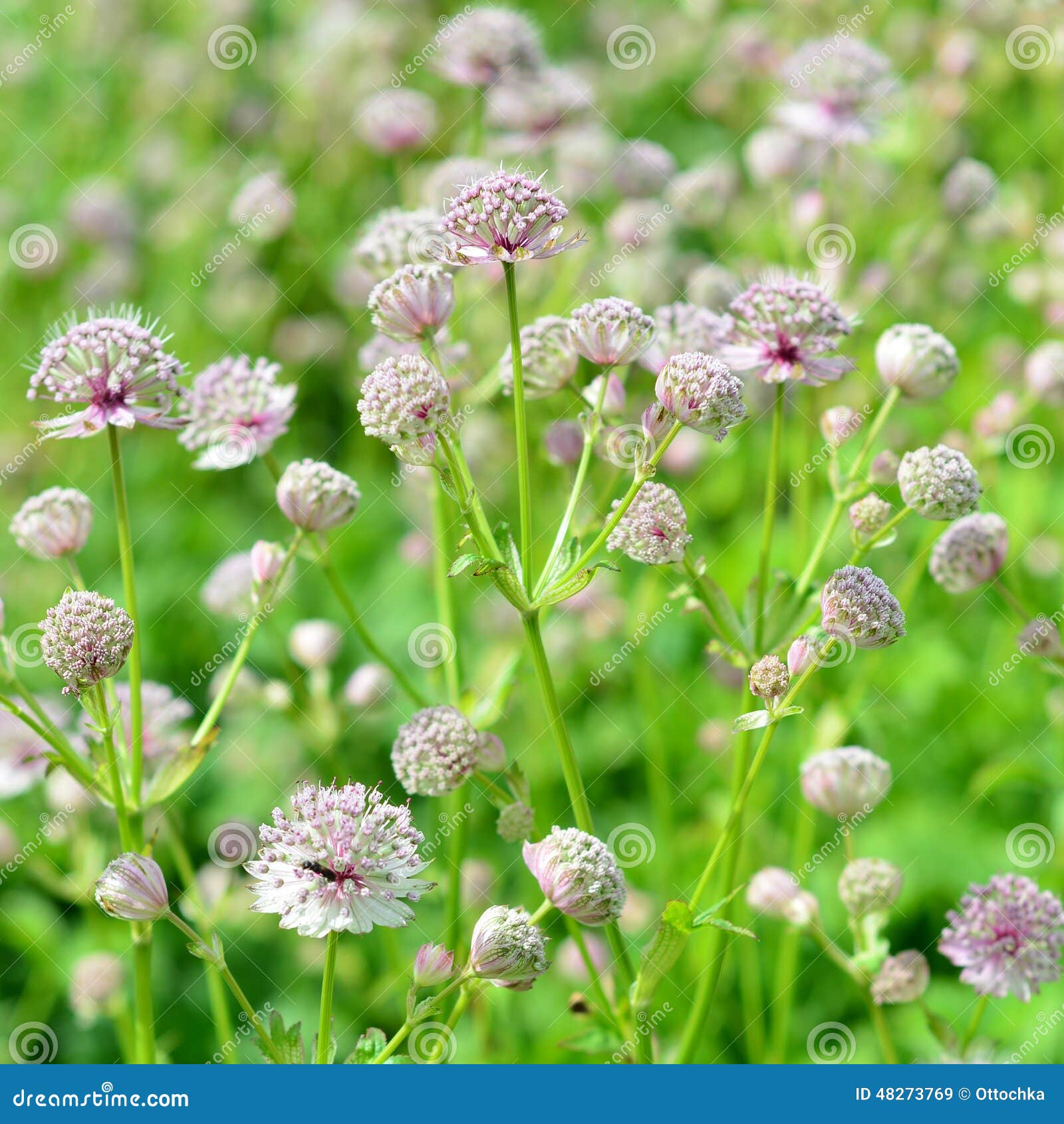 Astrantia flower stock image. Image of landscape, grass - 48273769