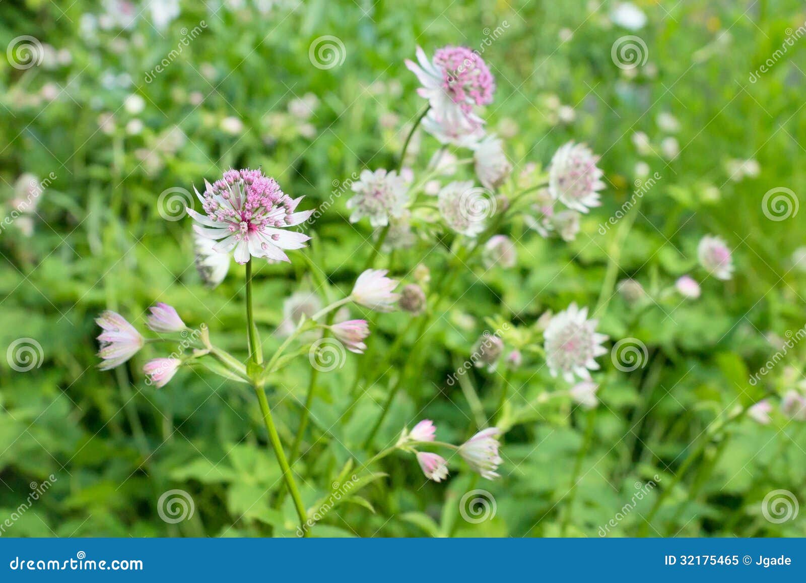 Astrantia Flowers stock image. Image of pretty, floral - 32175465