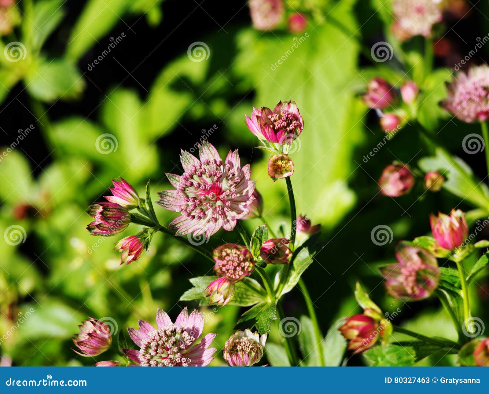 Astrantia Major - Great Masterwort Stock Image - Image of masterwort ...