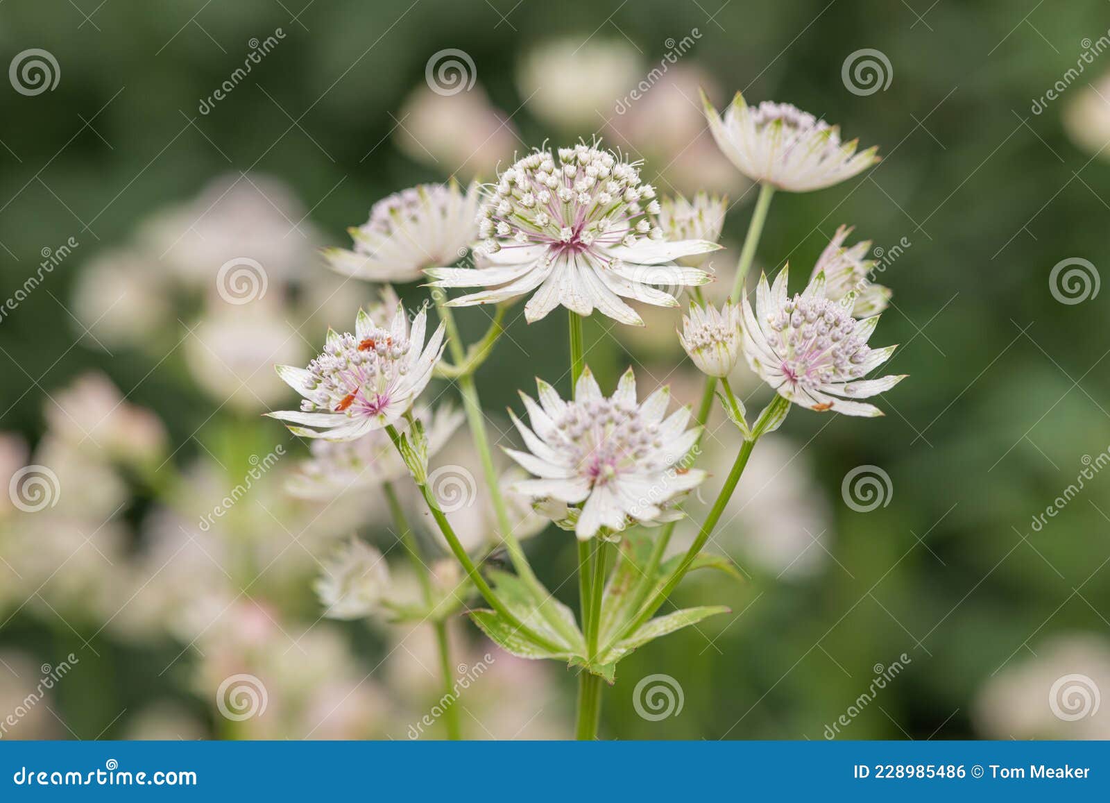 Astrantia Major Great Masterwort Flowers Stock Photo - Image of bloming ...