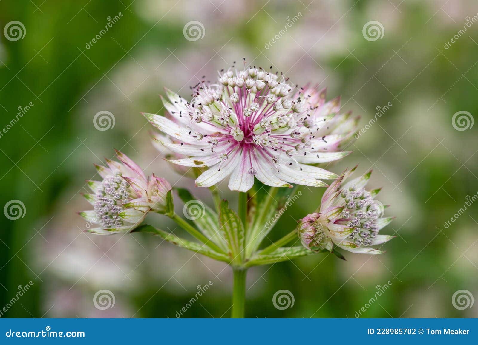 Astrantia Major Great Masterwort Flowers Stock Photo - Image of beauty ...