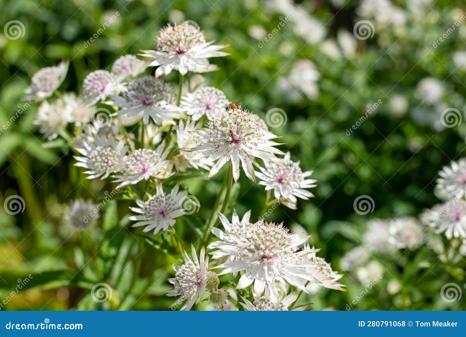 Astrantia Major (Great Masterwort) Flowers Stock Photo - Image of ...