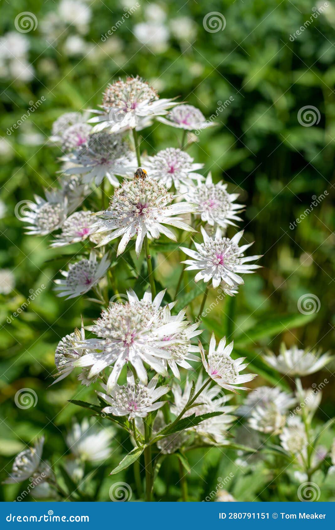 Astrantia Major (Great Masterwort) Flowers Stock Image - Image of flora ...