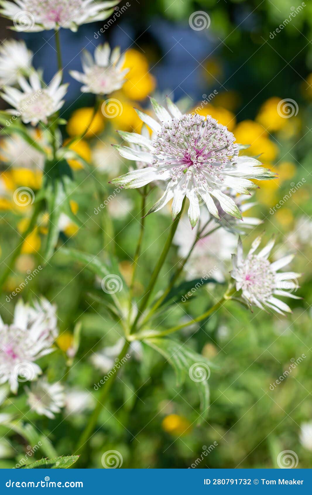 Astrantia Major (Great Masterwort) Flowers Stock Photo - Image of ...