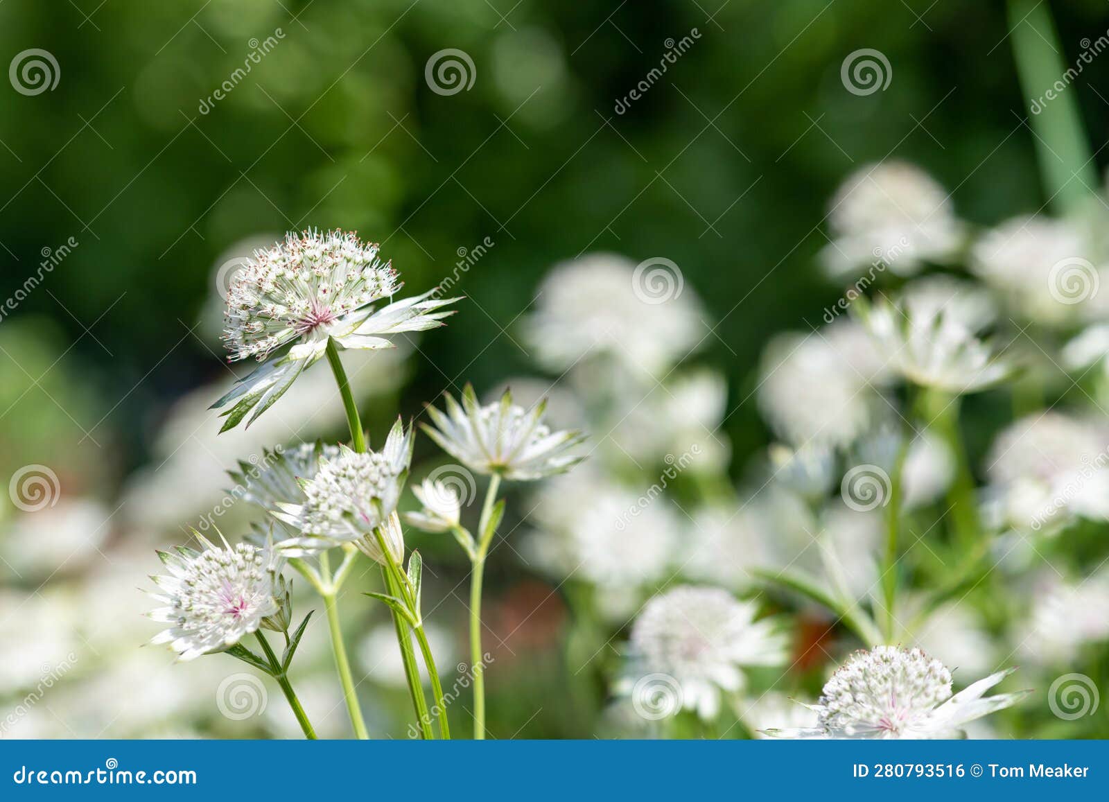 Astrantia Major (Great Masterwort) Flowers Stock Photo - Image of ...