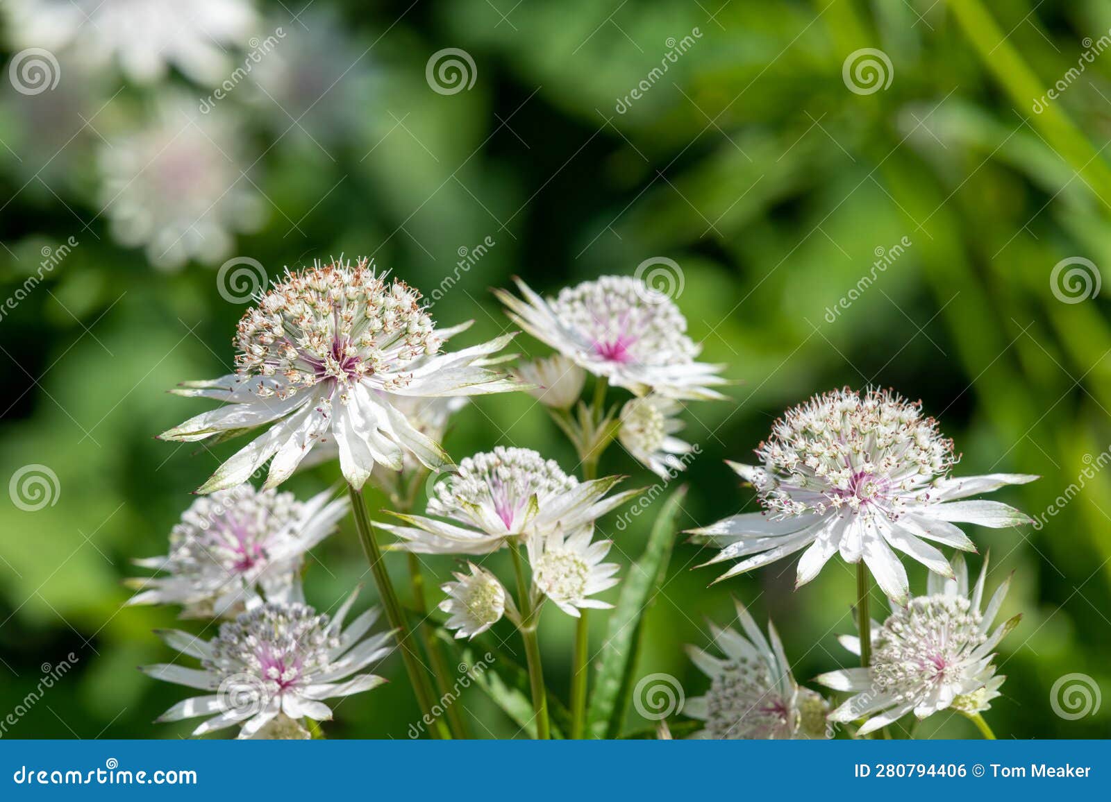 Astrantia Major (Great Masterwort) Flowers Stock Photo - Image of great ...