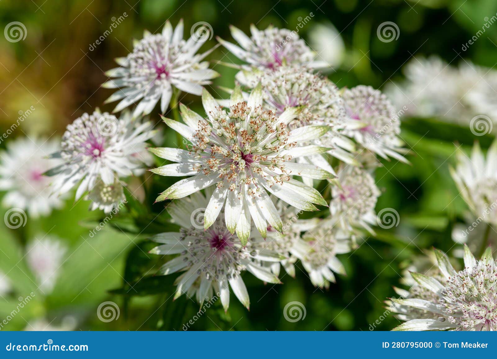 Astrantia Major (Great Masterwort) Flowers Stock Photo - Image of head ...
