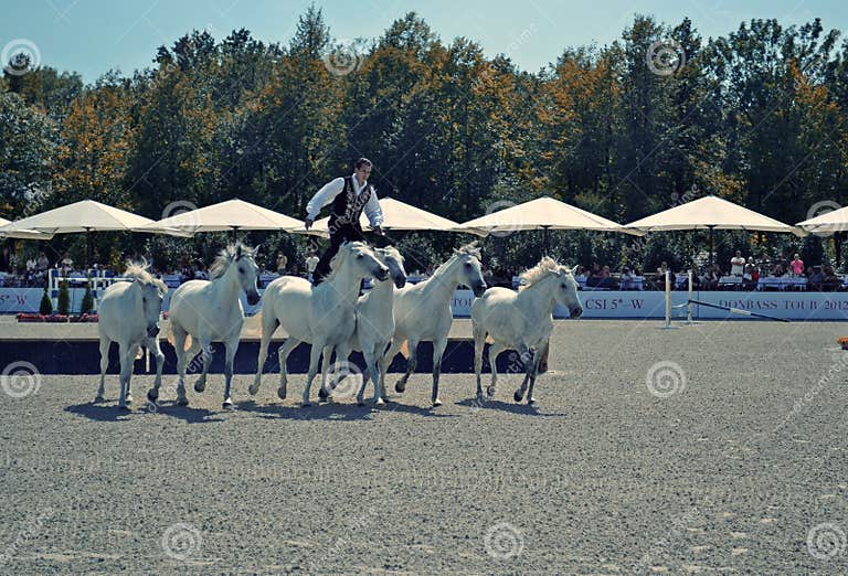 Astride horses editorial image. Image of jump, tails - 26907720