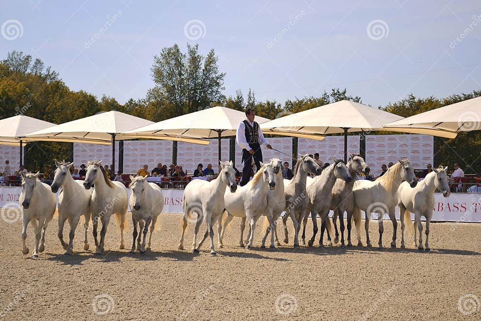 Astride horses editorial stock photo. Image of show, manes - 26907738