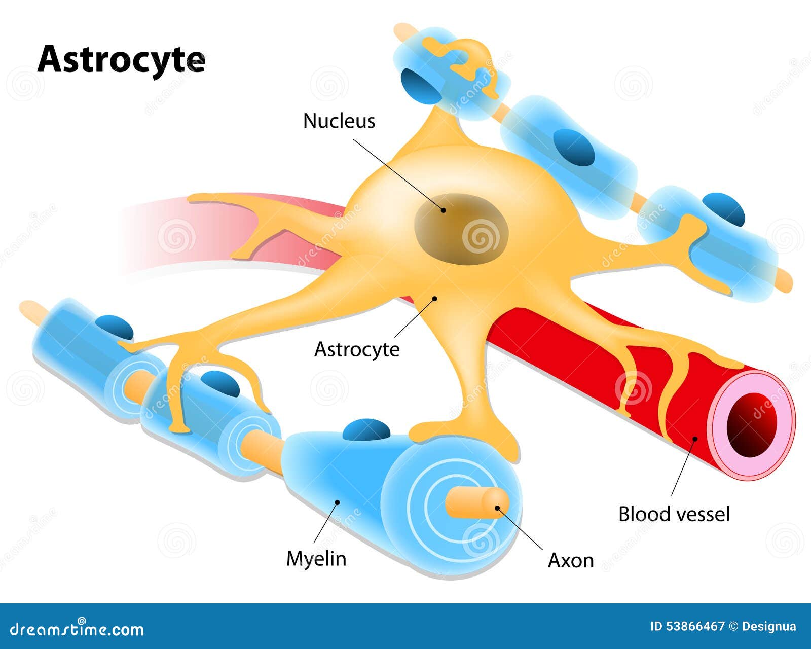 Astrocyte Illustration de Vecteur - Image: 53866467