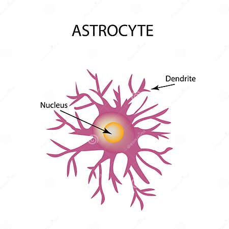 Astrocyte Structure. Nerve Cell. Infographics. Vector Illustration on ...