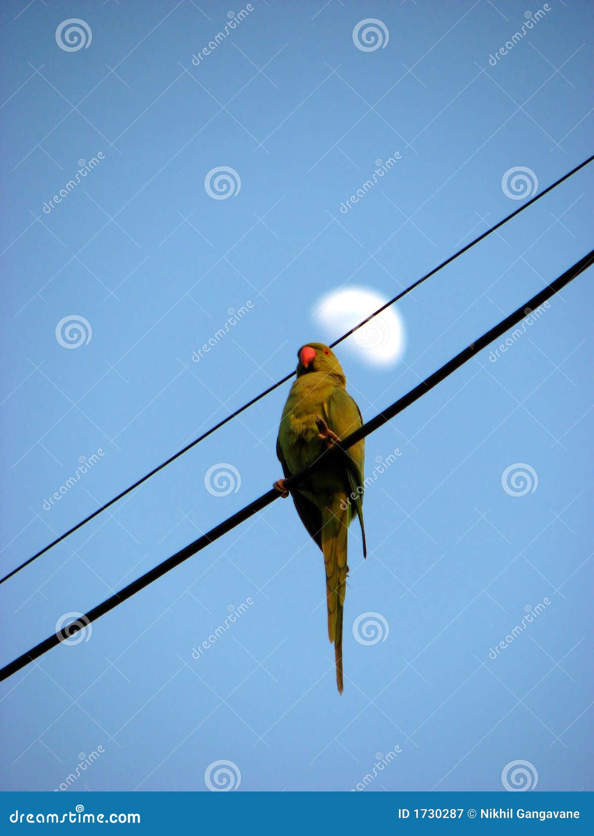 409 Moon Parrot Stock Photos - Free & Royalty-Free Stock Photos from ...
