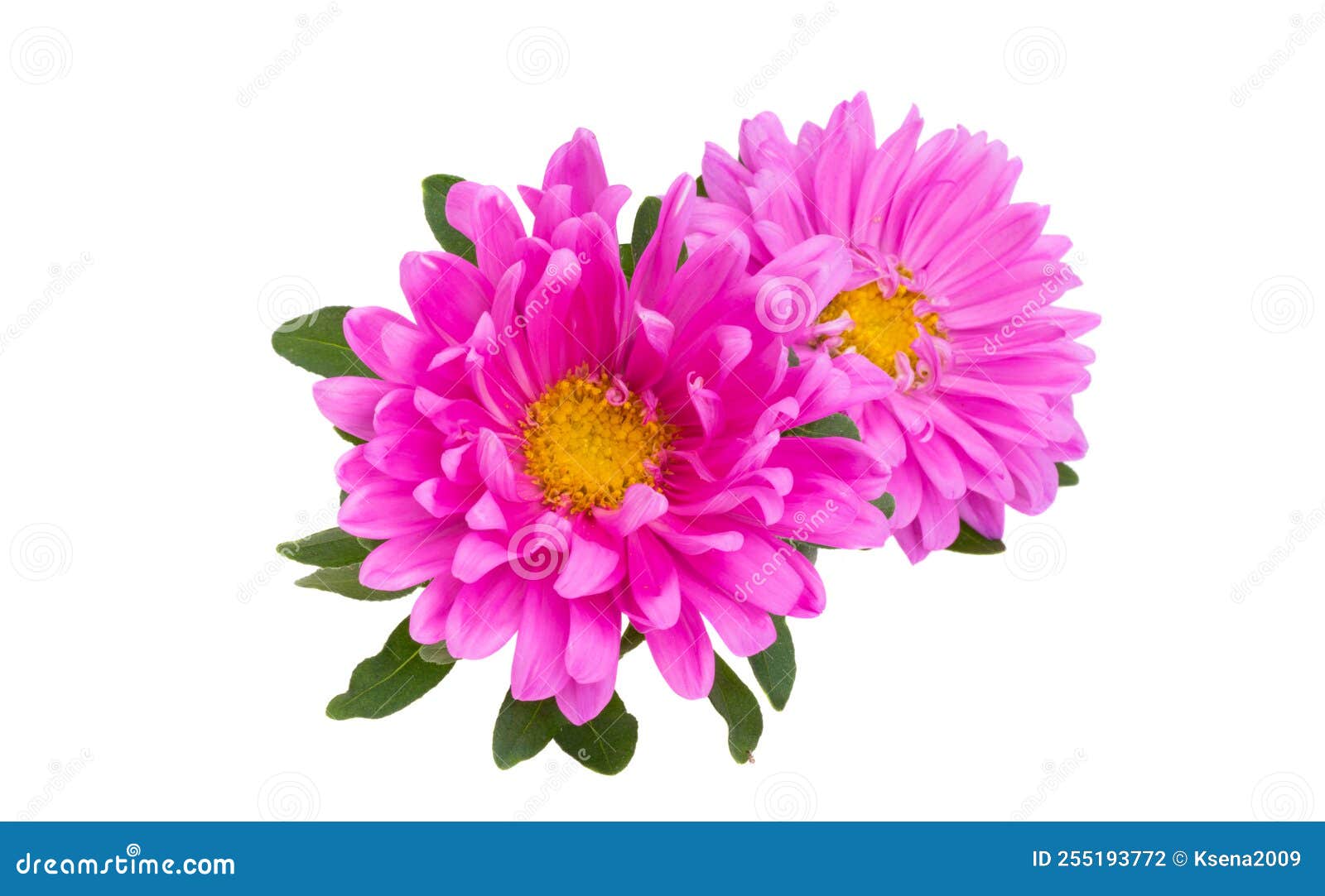 Astronauta rosa foto de archivo. Imagen de hermoso, aster - 255193772