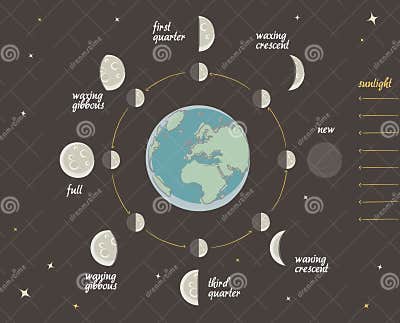 Astronomy Lesson: Moon Phases Vector Stock Vector - Illustration of ...