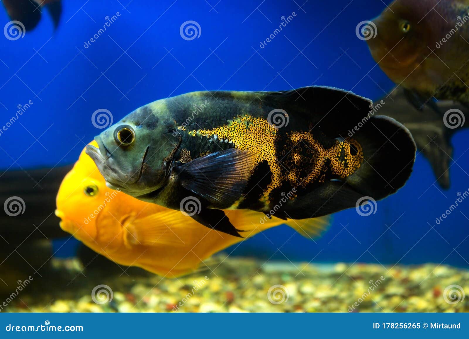 Astronotus Fish in the Aquarium, Gracefully Floating in the Water Stock ...