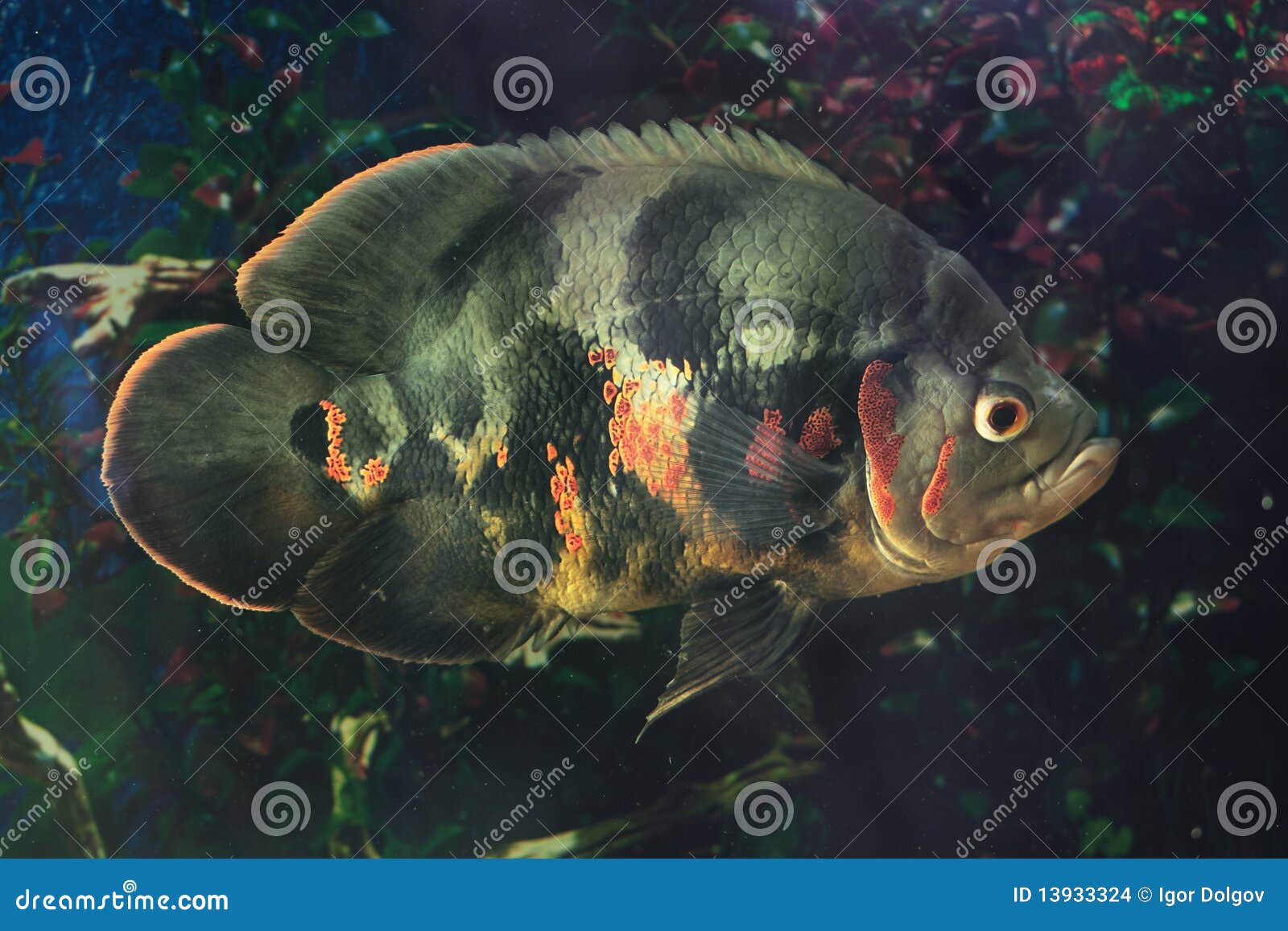 Astronotus ocellatus stock photo. Image of fins, scales - 13933324