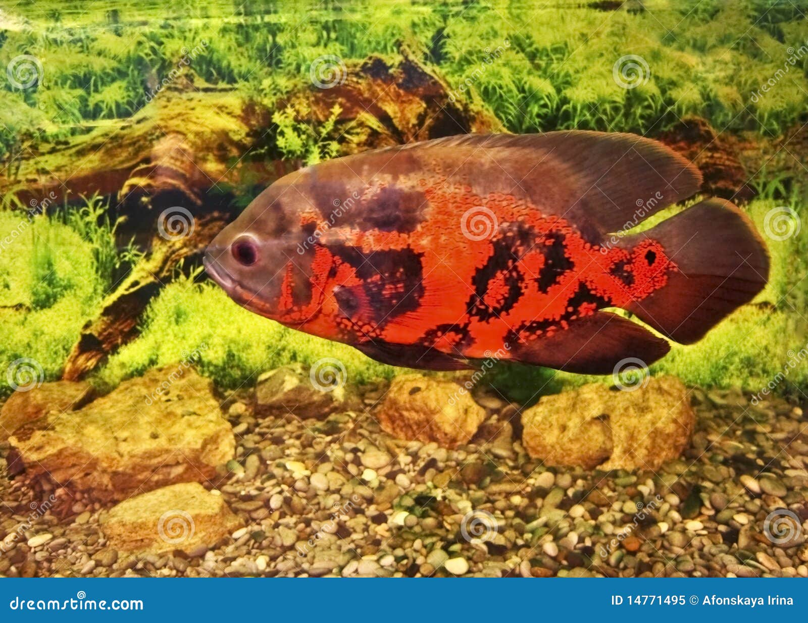 Astronotus Ocellatus. Oscar Fish Astronotus Ocellatus Swimming Royalty ...