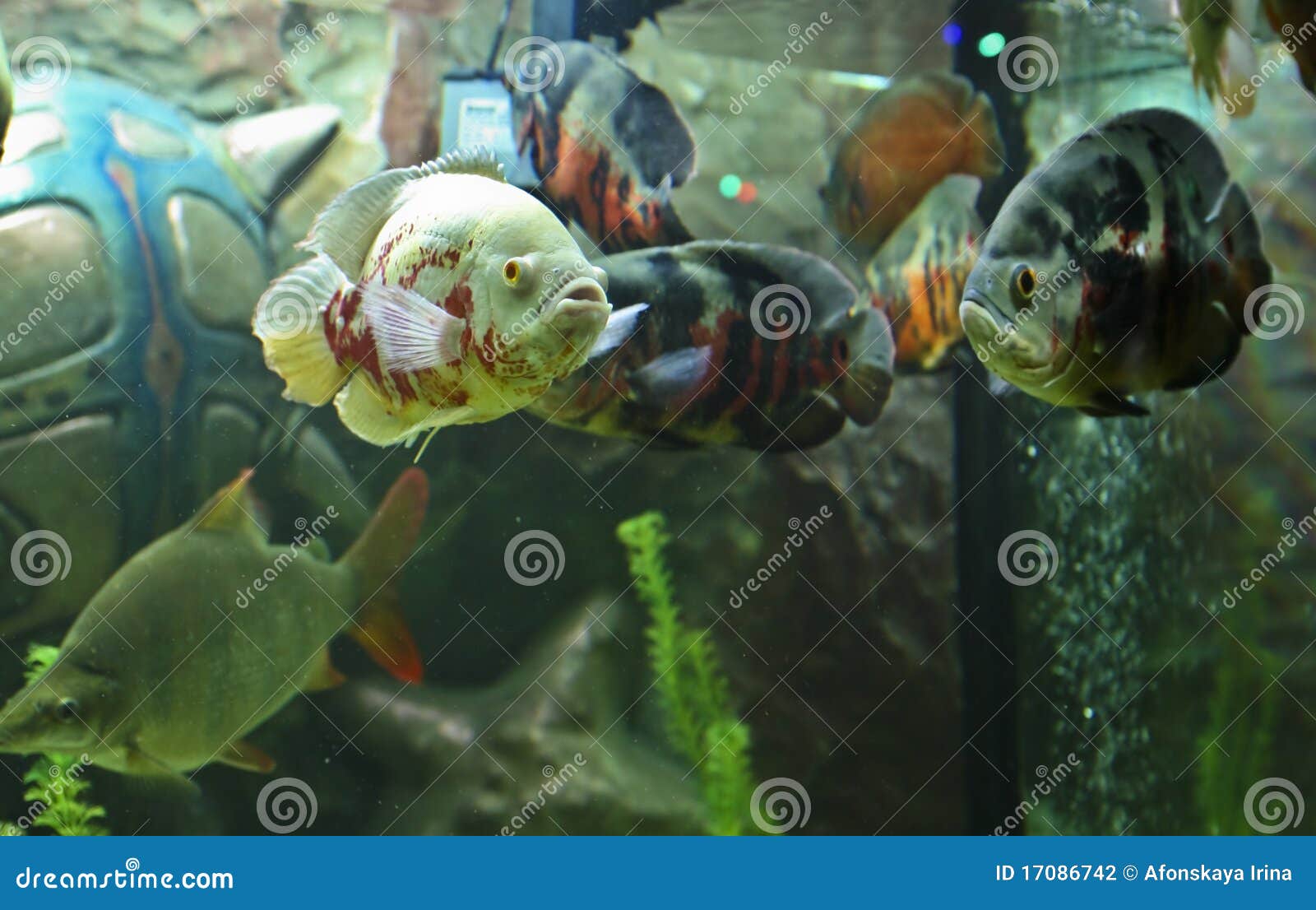 Astronotus ocellatus stock photo. Image of ocean, exotic - 17086742