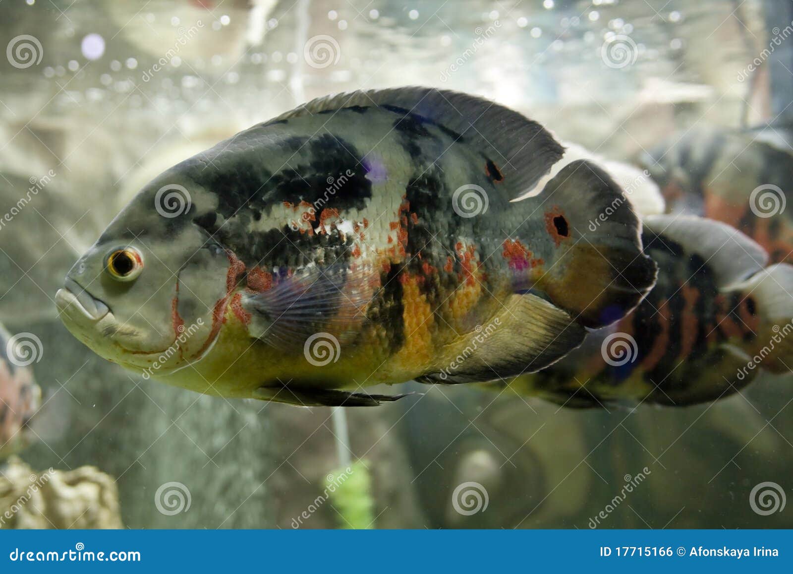 Astronotus ocellatus stock photo. Image of fish, exotic - 17715166