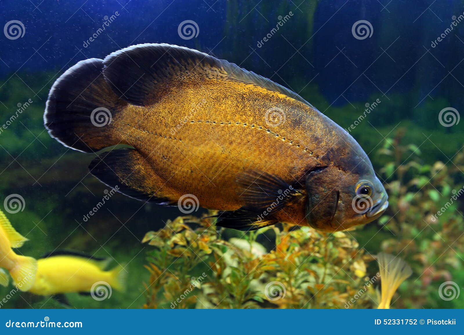 Astronotus ocellatus stock photo. Image of shiny, oscar - 52331752