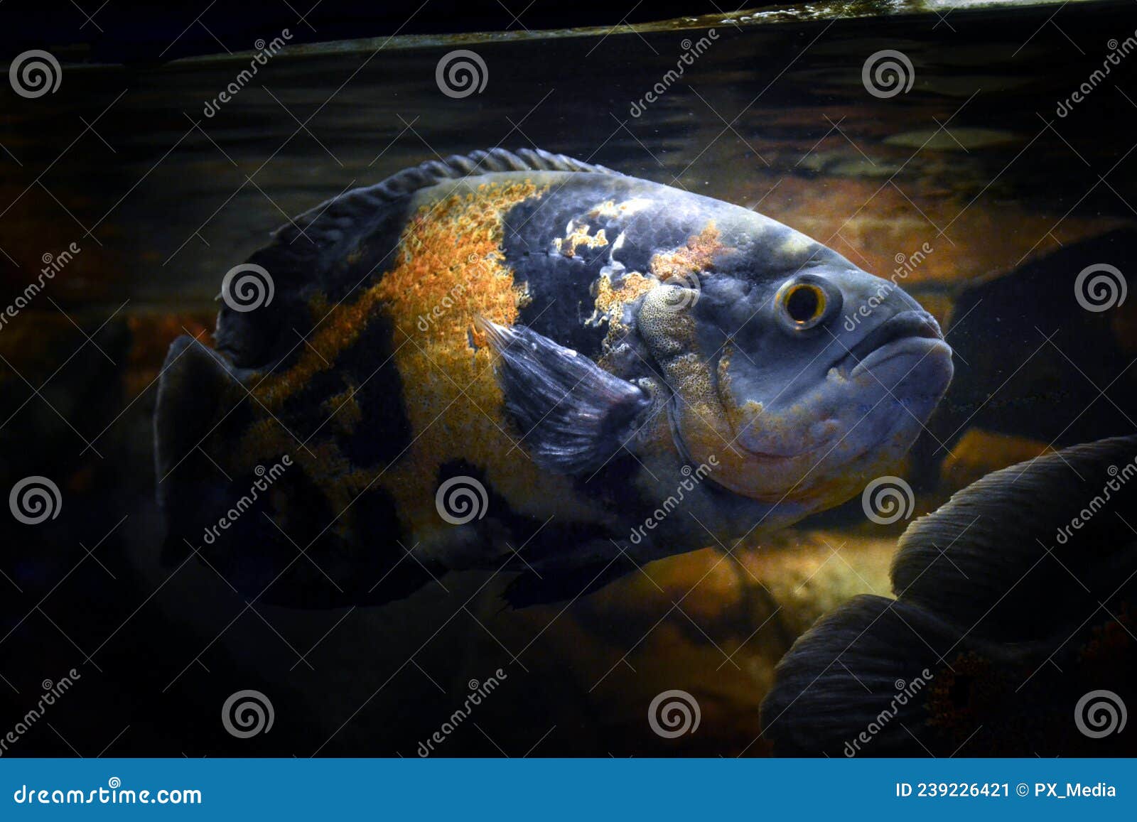 Astronotus Ocellatus Fish Swimming Underwater Stock Image - Image of ...