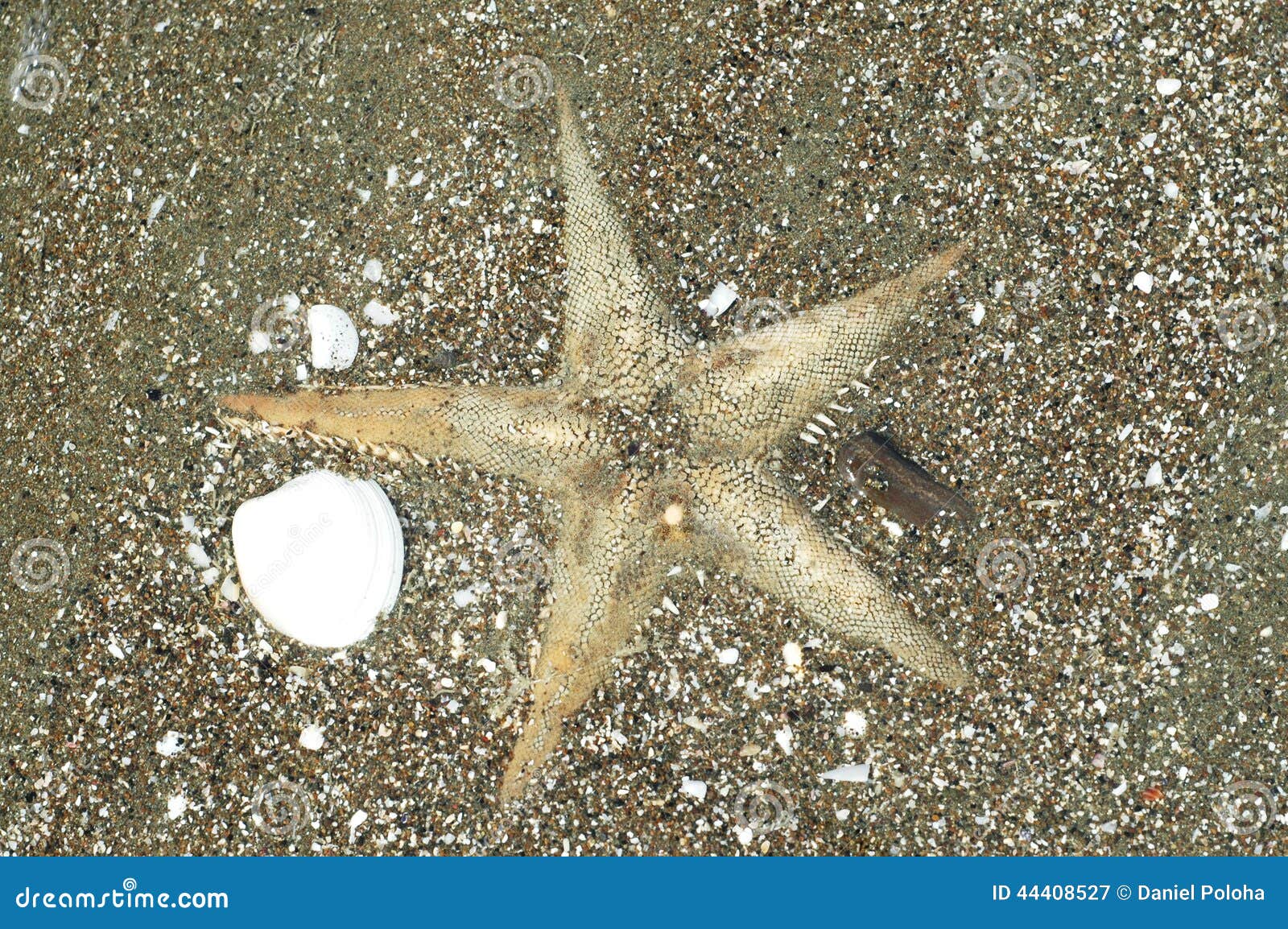 Astropecten sea star stock image. Image of underwater - 44408527