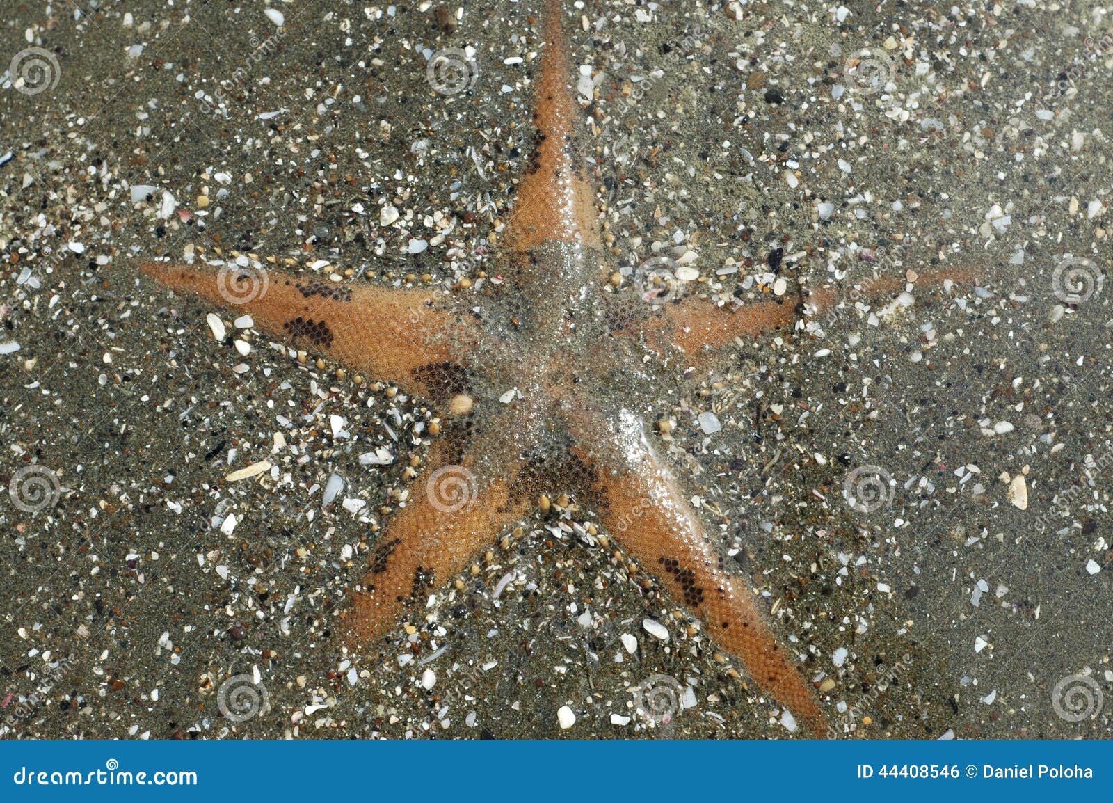 Astropecten sea star stock photo. Image of spiny, undersea - 44408546