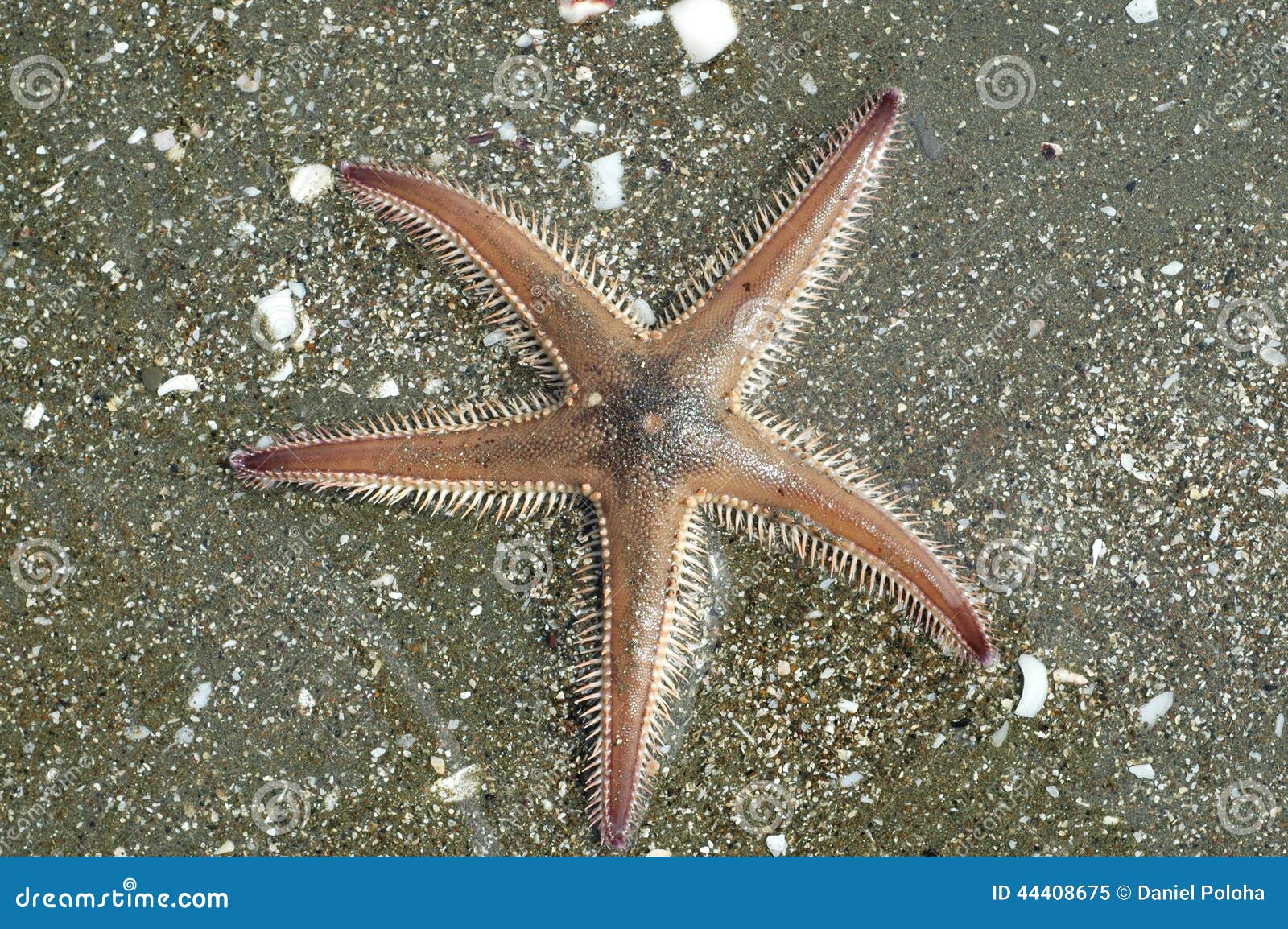 Astropecten sea star stock image. Image of echinoderm - 44408675
